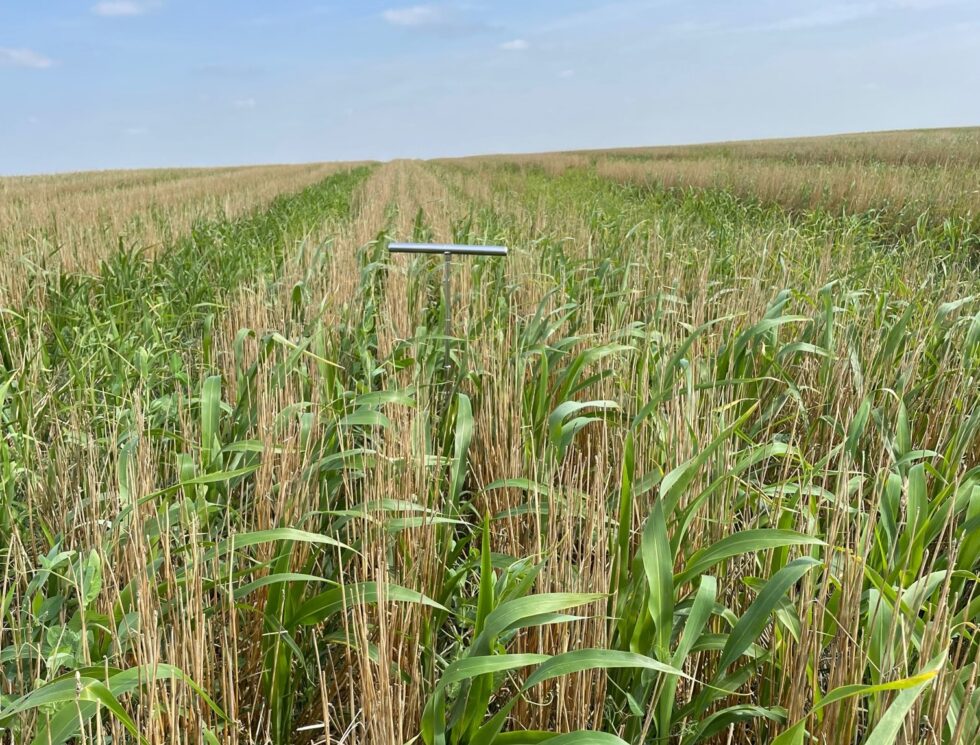 Moisture levels critical to cover crop decisions - South Dakota Soil ...